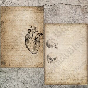 Vintage Anatomy Paper, Pack of 15 A4 Size Images of Vintage Anatomical ...