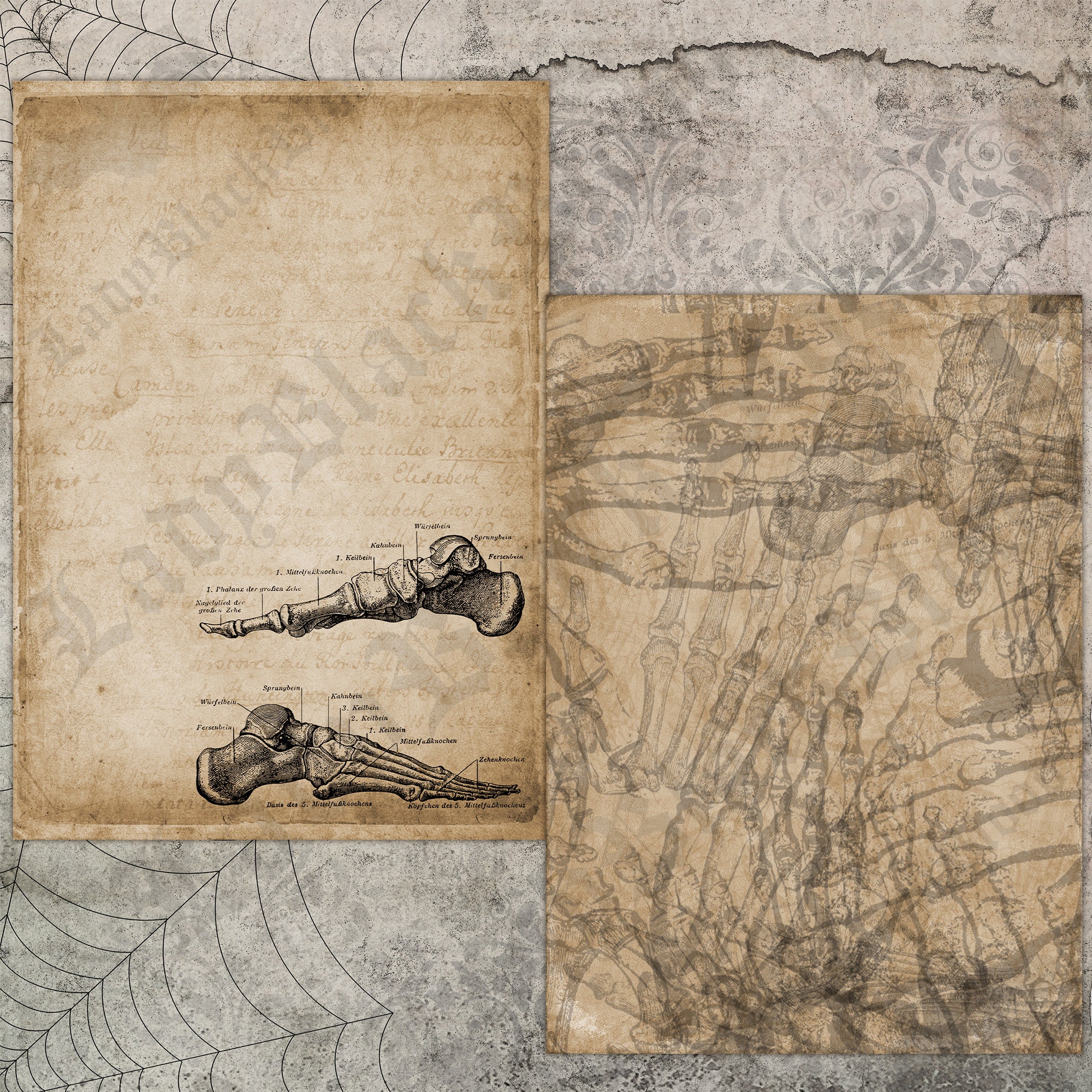 Vintage Anatomy Paper, Pack of 15 A4 Size Images of Vintage Anatomical ...