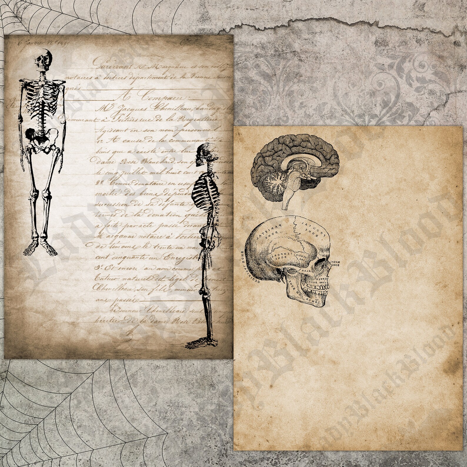 Vintage Anatomy Paper Pack of 15 A4 Size Images of Vintage - Etsy
