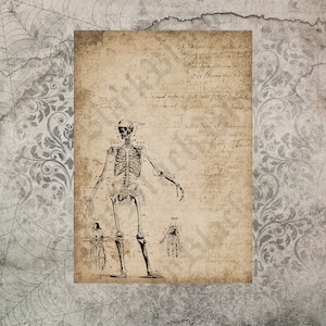 Vintage Anatomy Paper, Pack of 15 A4 Size Images of Vintage Anatomical ...