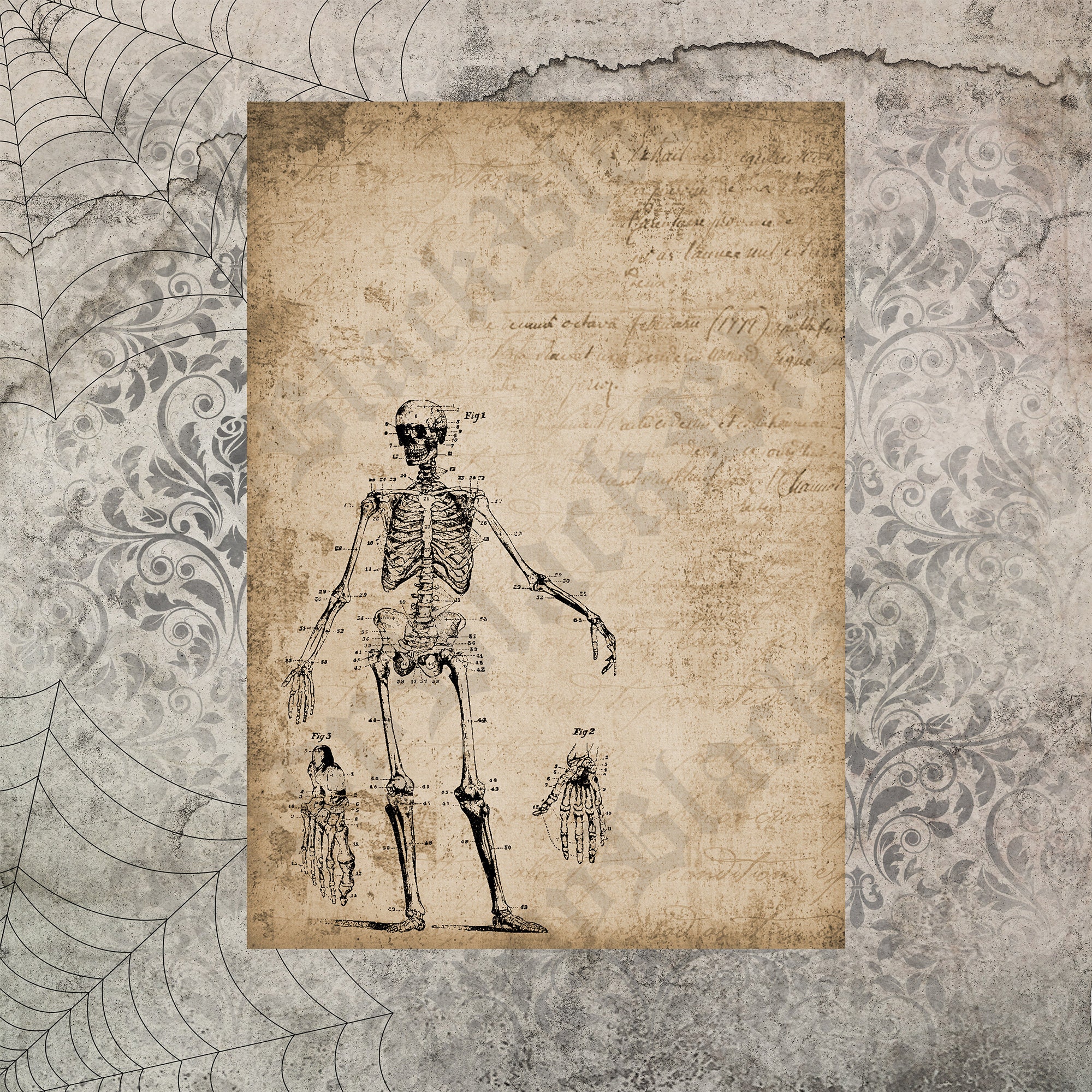 Vintage Anatomy Paper, Pack of 15 A4 Size Images of Vintage Anatomical ...