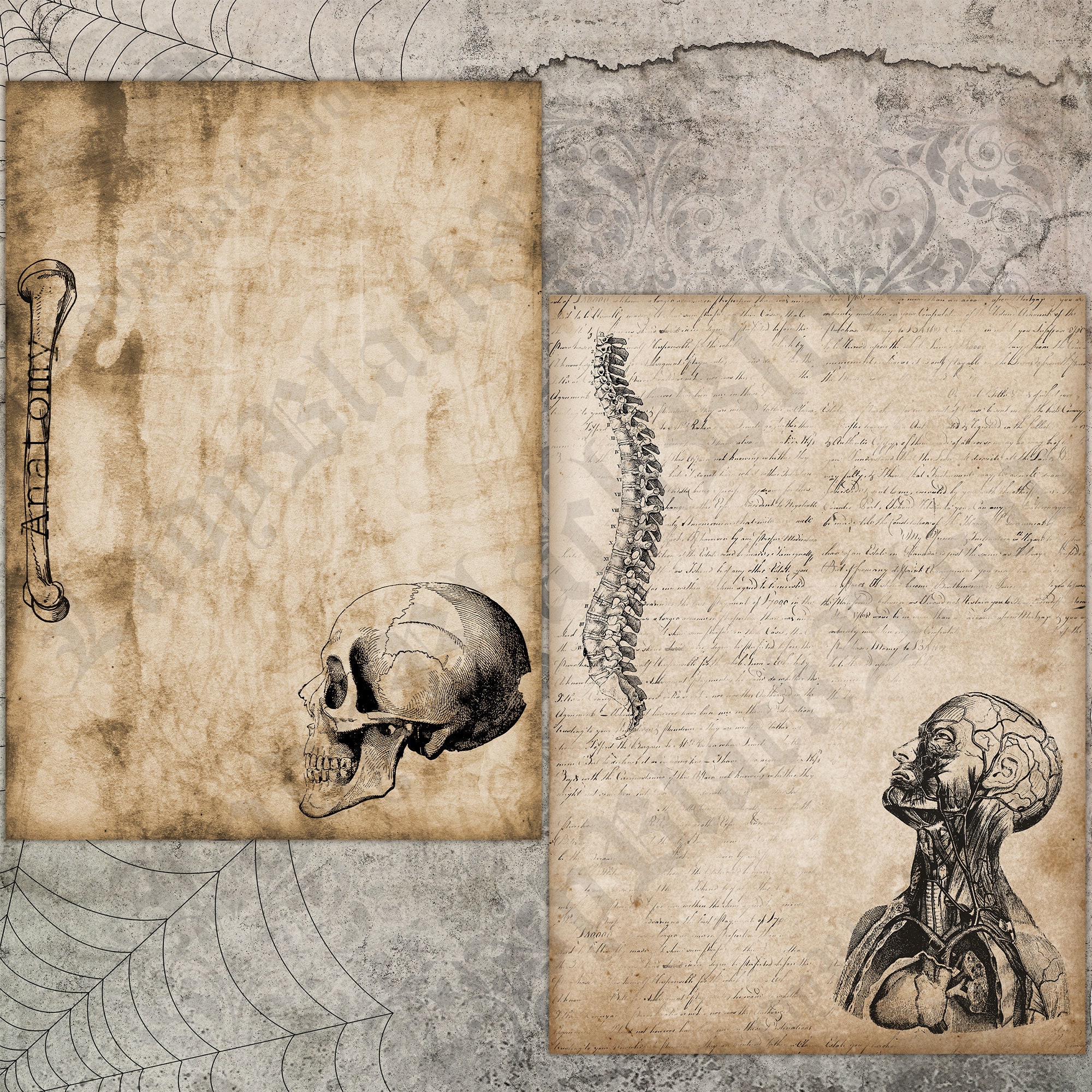 Vintage Anatomy Paper pack of 15 A4 size images of vintage | Etsy