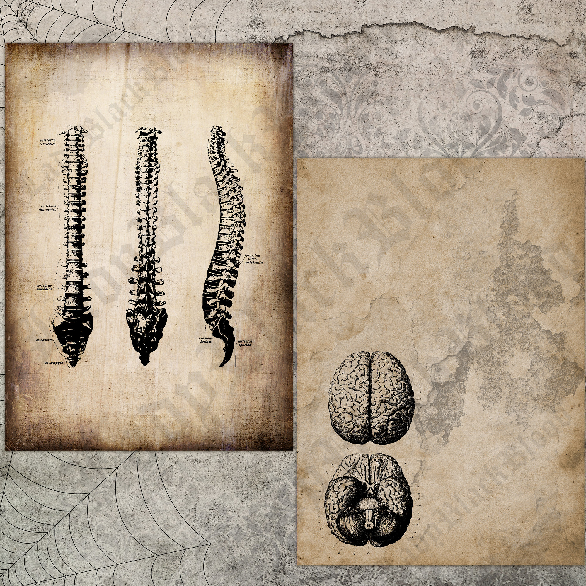 Vintage Anatomy Paper pack of 15 A4 size images of vintage | Etsy