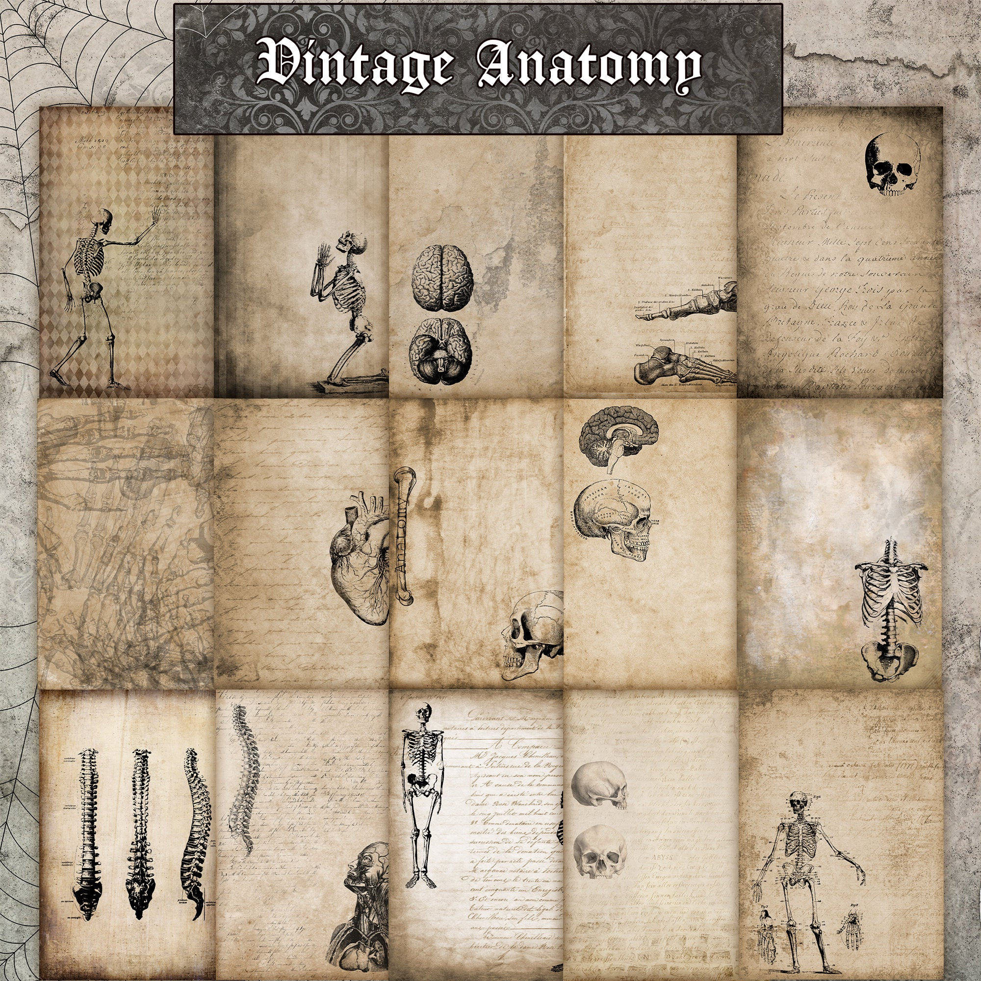 Vintage Anatomy Paper pack of 15 A4 size images of vintage | Etsy