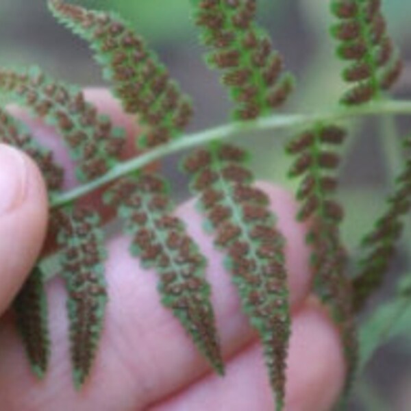 Lady Fern - Etsy