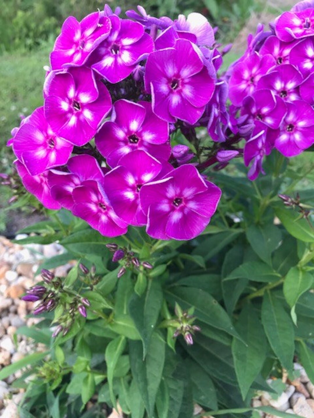 5-6 Purple Garden Flox Cuttings Perennial Flowers - Etsy