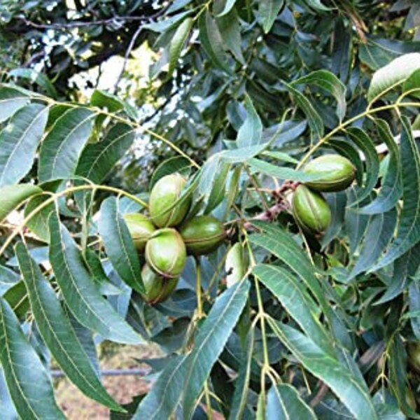 Pecan Tree - Etsy
