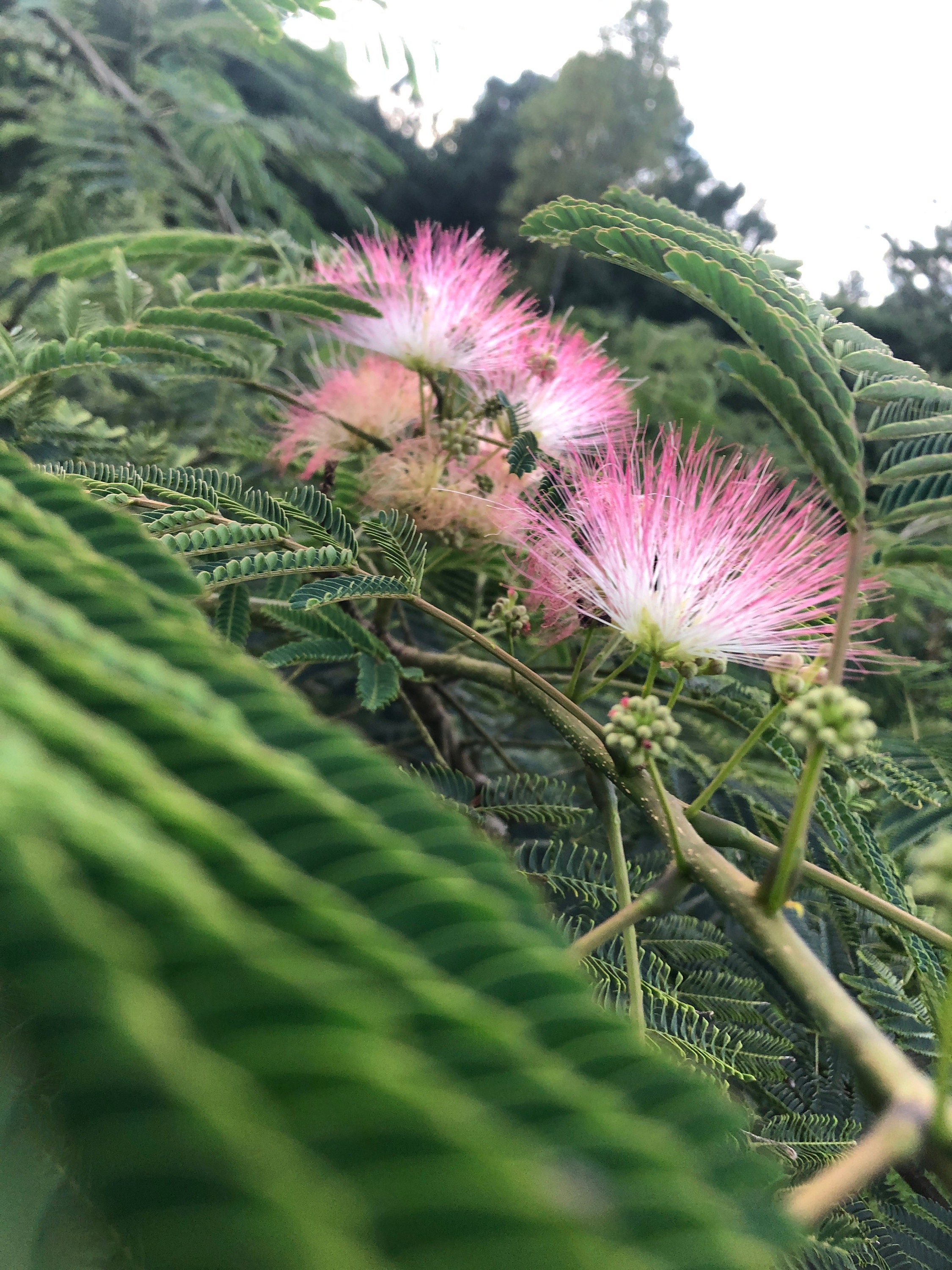 Mimosa Cultivars