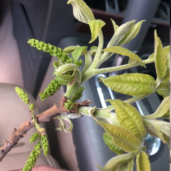 Pecan Tree - Etsy