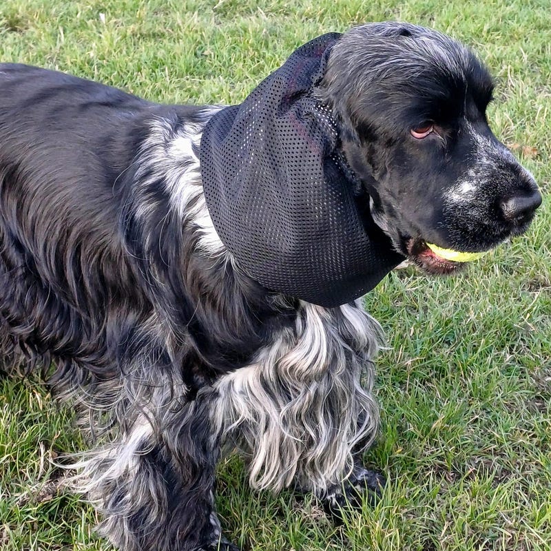 Snood for Springer Spaniel - Etsy UK
