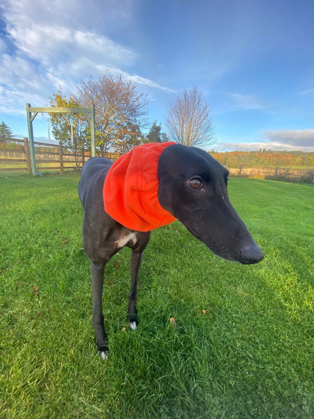 Snoods for Greyhound, Redgranate, Winter Snood for Greyhound, Warm Neck ...