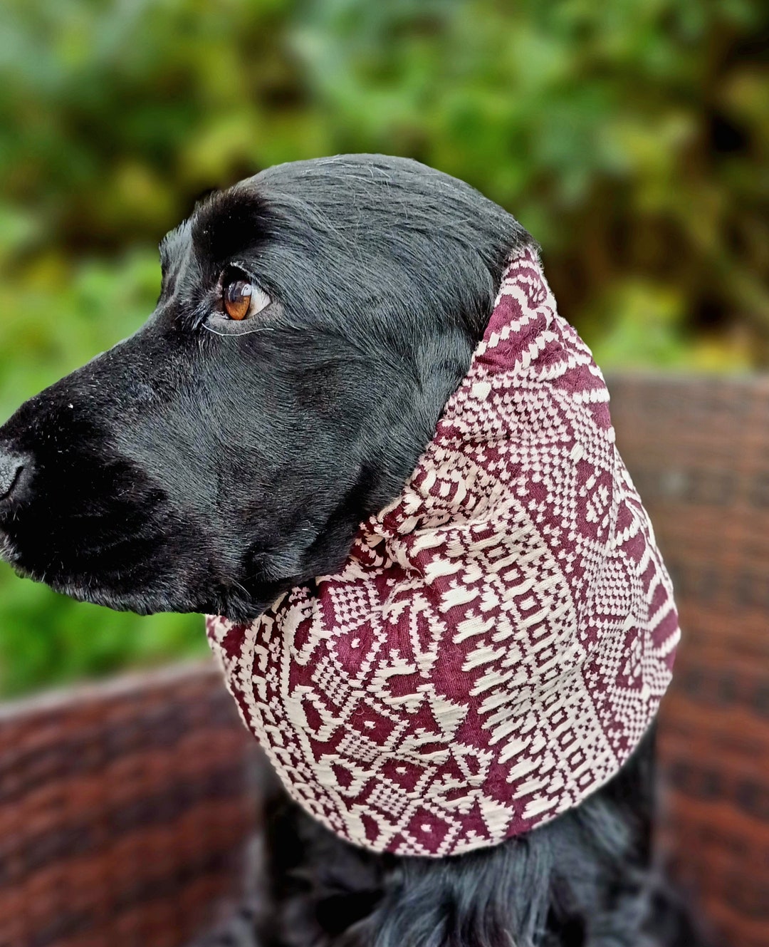 Redgranate ,snood Cocker Spaniel,cocker Spaniel Coral, Spaniel Snood ...