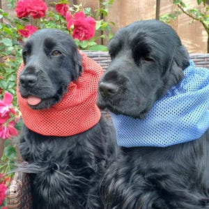 Breathable Snood for Cocker Spaniel, Airtex Mesh Snood, Redgranate - Etsy