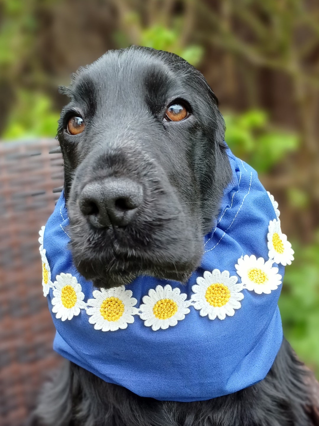 Snood for Cocker Spaniel, Redgranate, Cotton and Breathable Snood, - Etsy