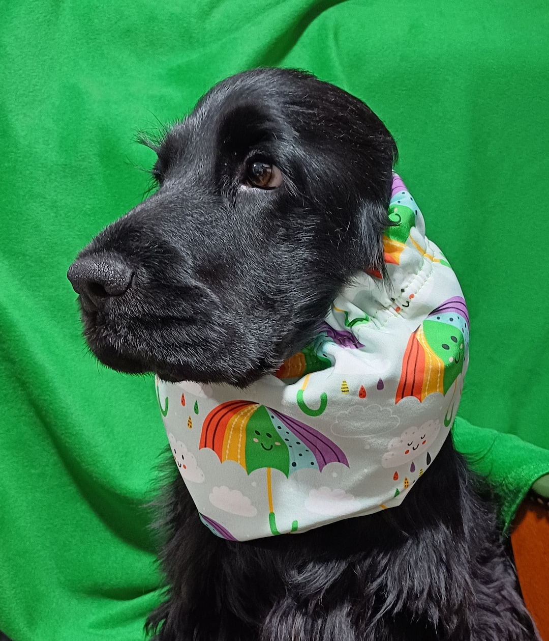 Waterproof Snood for Cocker Spaniel, Redgranate ,snood for Cocker ...