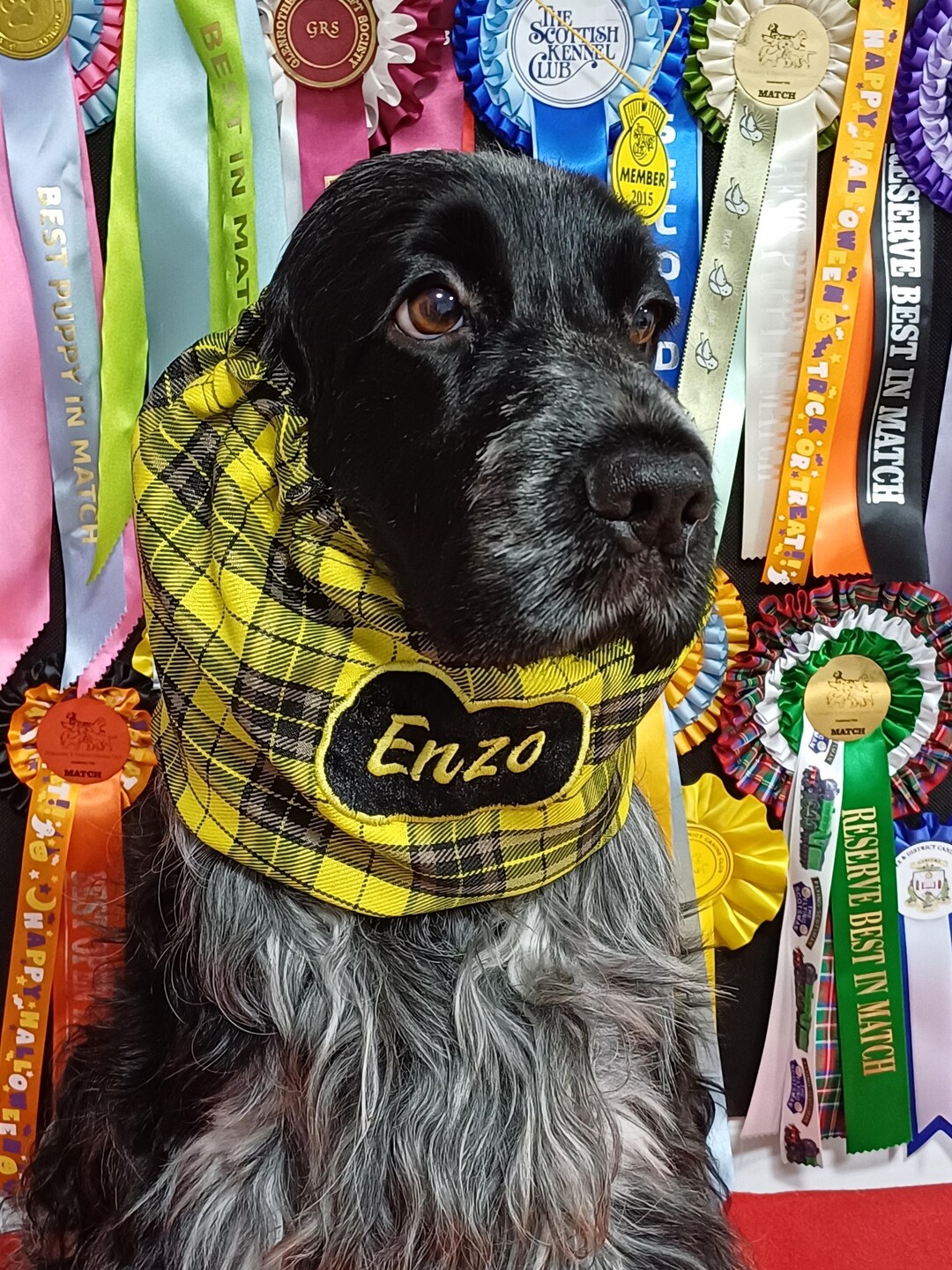 Tartan Snood for Cocker Spaniel, Personalised Snood, Redgranate - Etsy
