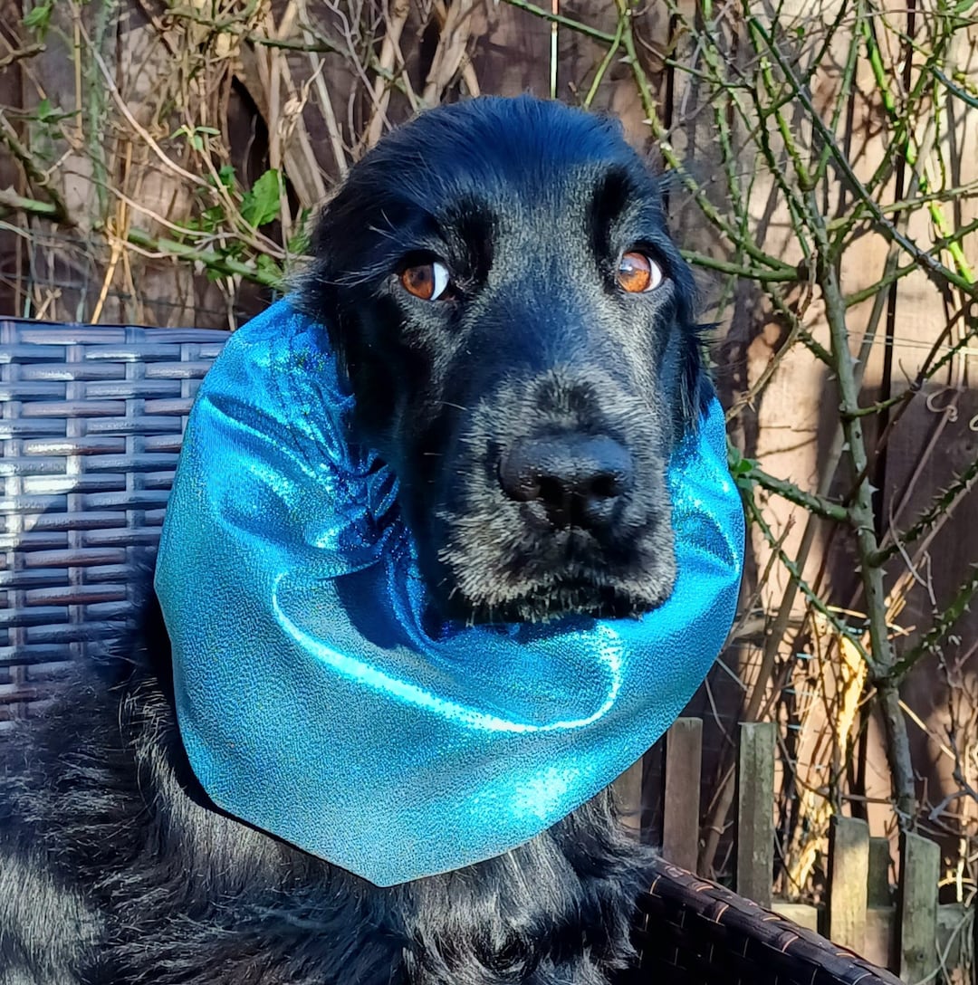 Snood for Cocker Spaniel, - Etsy