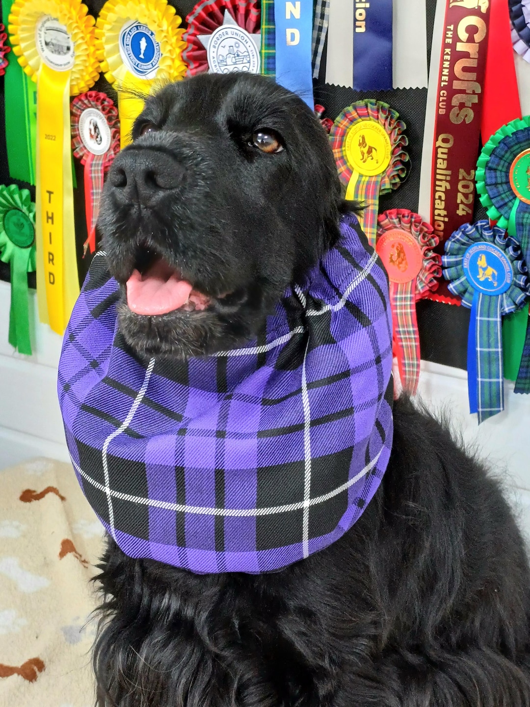 Tartan Snood for Cocker Spaniel, Dog Snood, Redgranate - Etsy