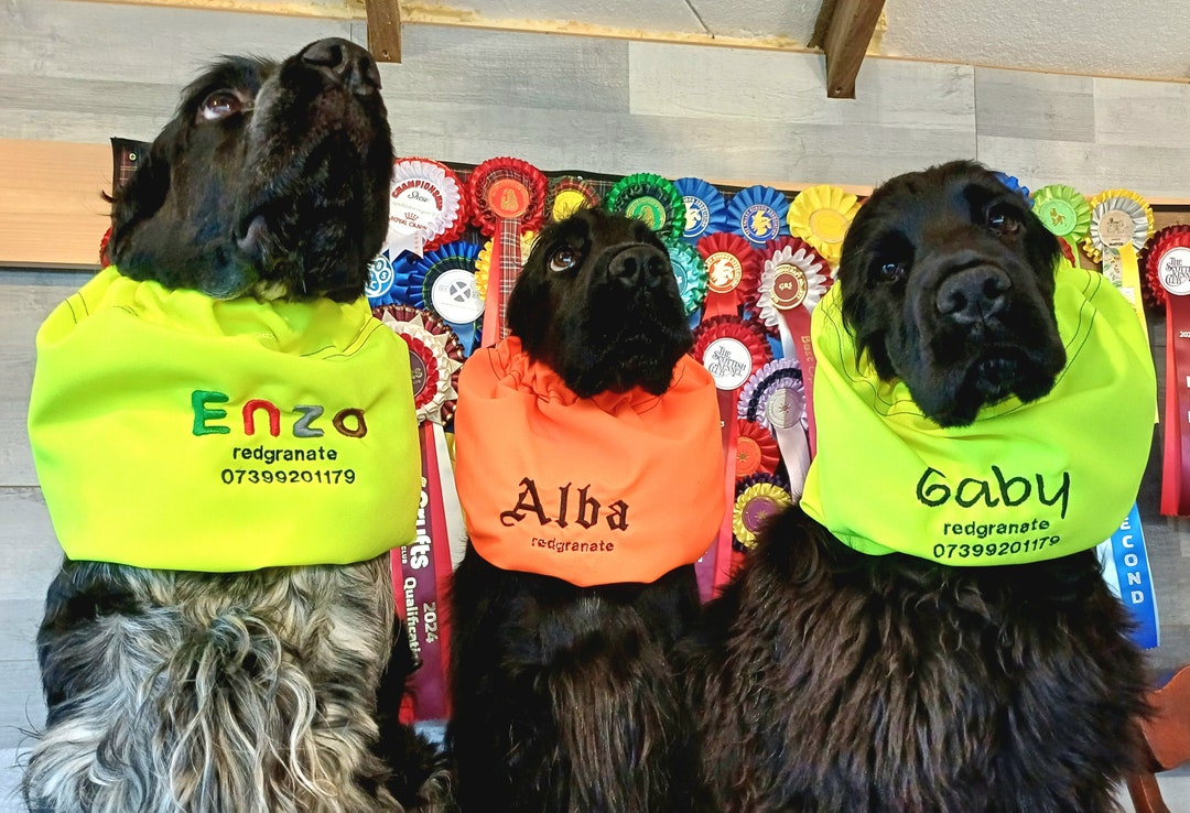 Fluorescent Snood for Cocker Spaniel, Hi-vis Snood for Dog, Redgranate ...