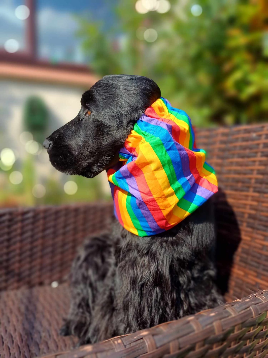 Rainbow Cotton Snood, Ear Protector for Long Ears Dog Cocker Spaniel ...