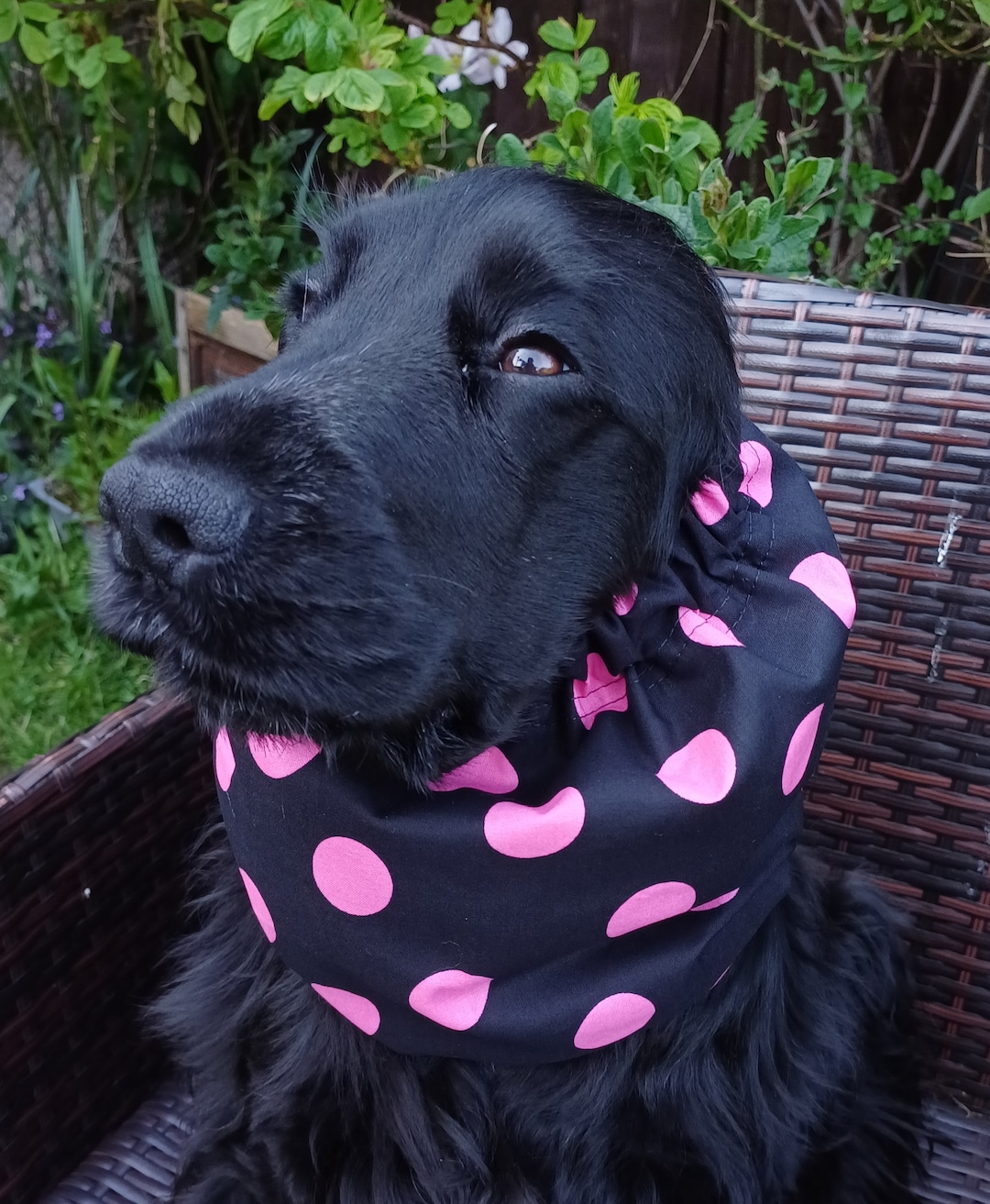 Polka Dot Snood for Cocker Spaniel, Cotton Dog Snood - Etsy