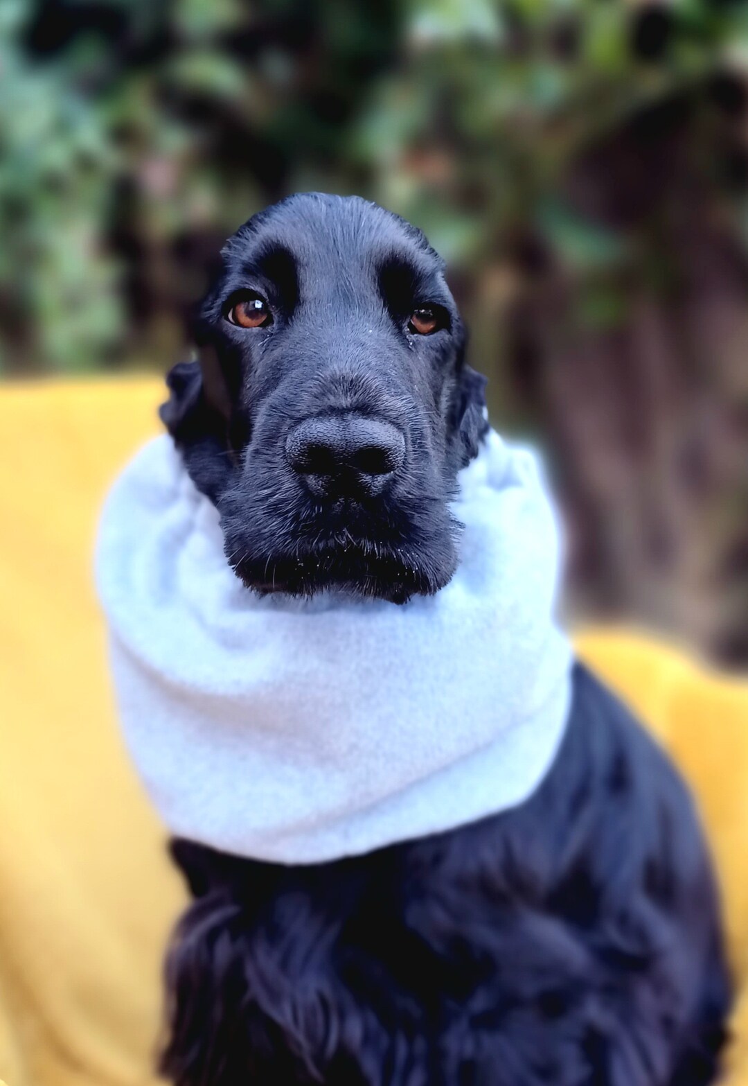 Handmade Fleece Dog Snood, Cocker Spaniel Winter Warmer - Etsy