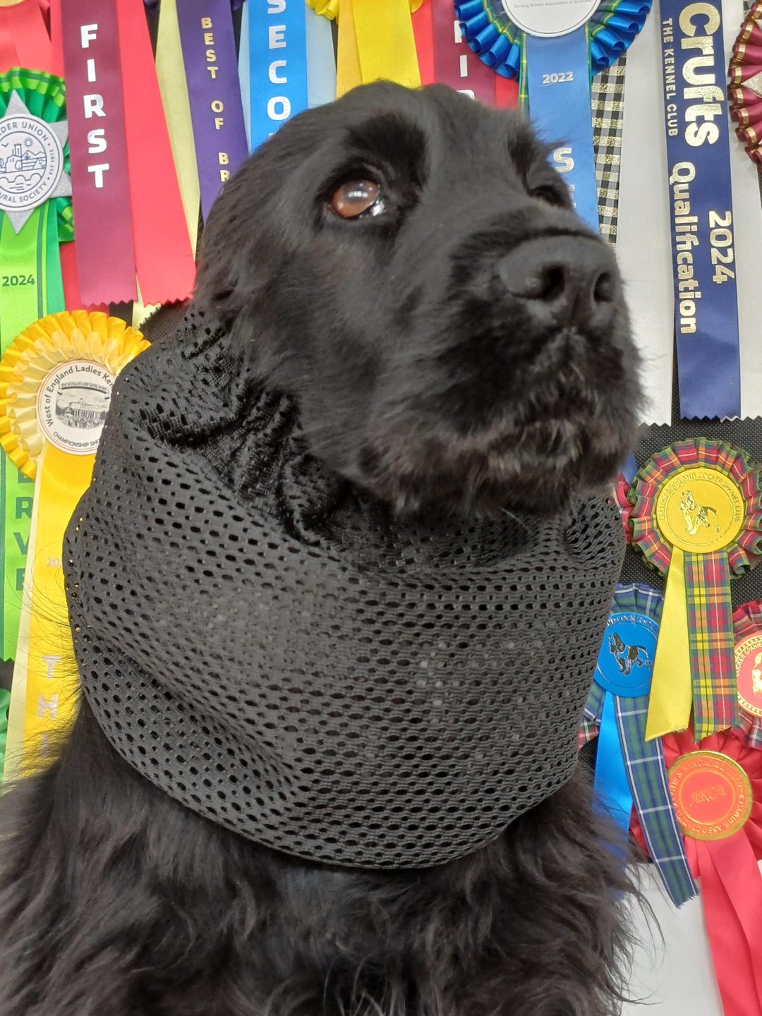 Airtex Dog Snood: Breathable Cocker Spaniel Snood, Handmade in Scotland ...