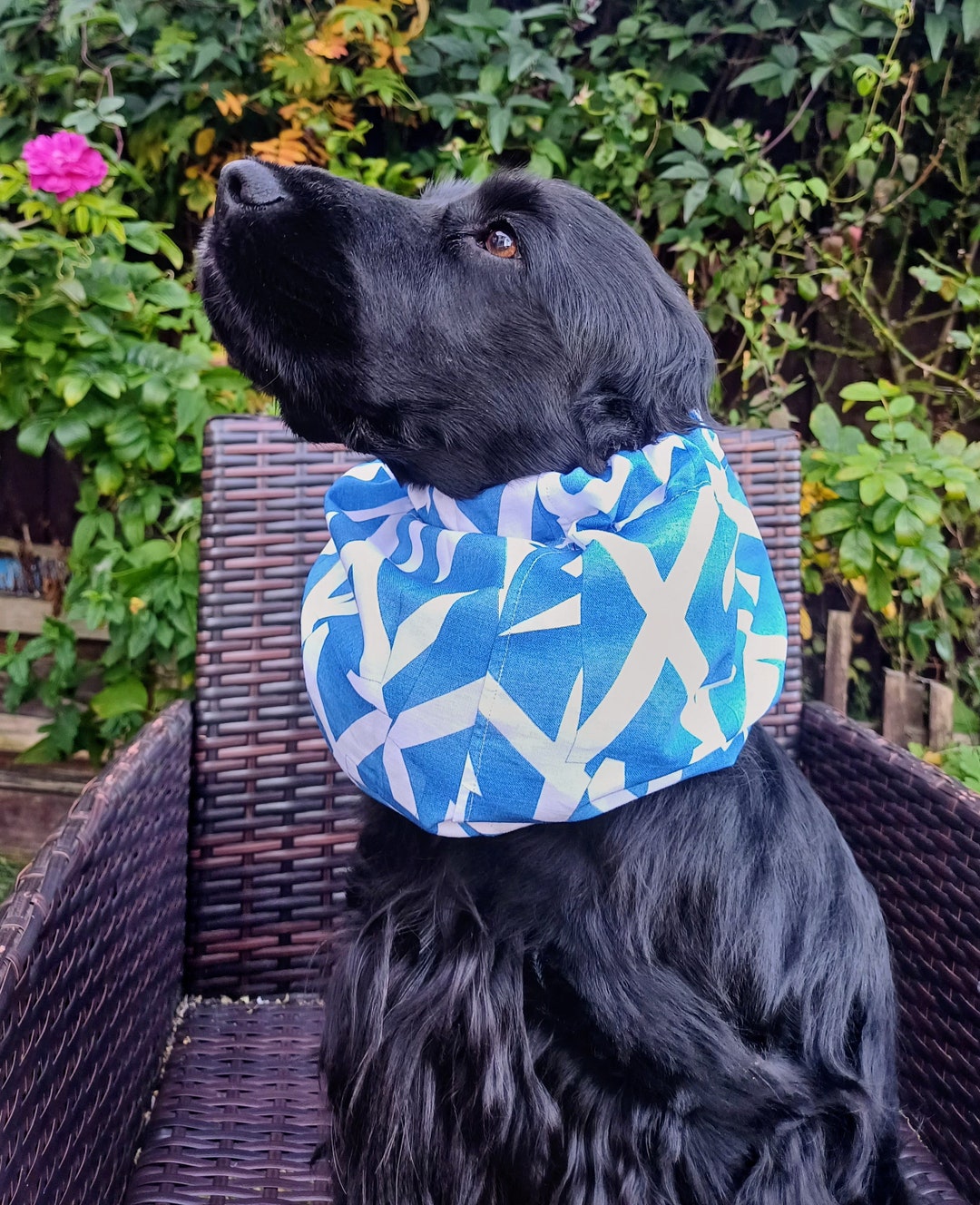 St Andrews Cross Snood for Cocker Spaniels - Etsy