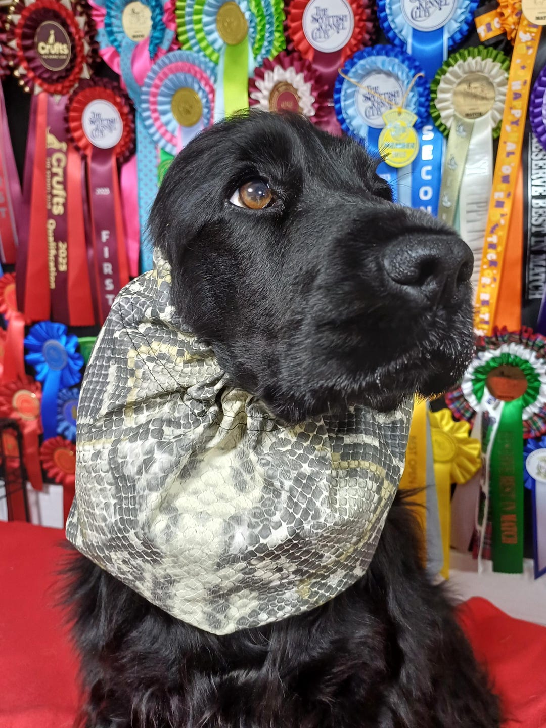 Waterproof Snood for Cocker Spaniel, Cocker Spaniel Snood, Spaniel ...