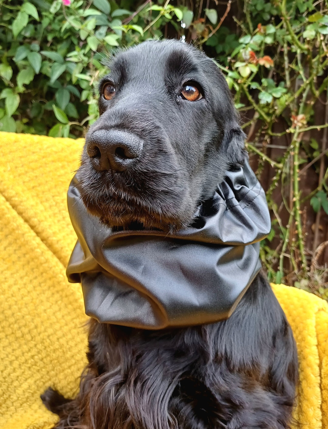 Black Waterproof Snood for Dogs, Redgranate, Cocker Spaniel Snood ...