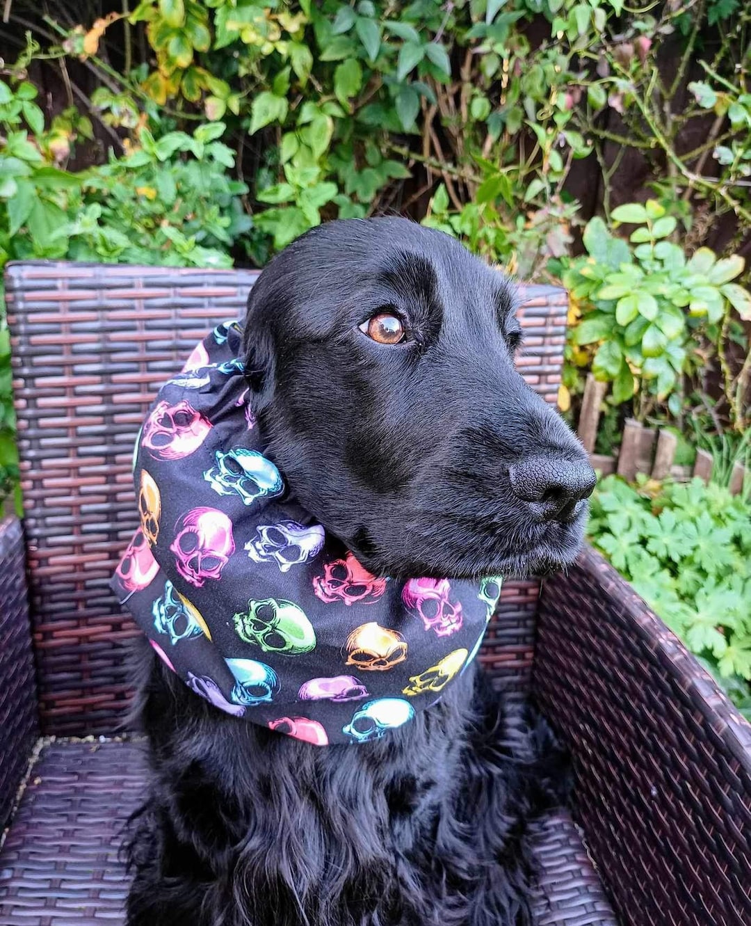 Redgranate Snood for Cocker Spaniel, Halloween Snood, Spaniel Snood ...
