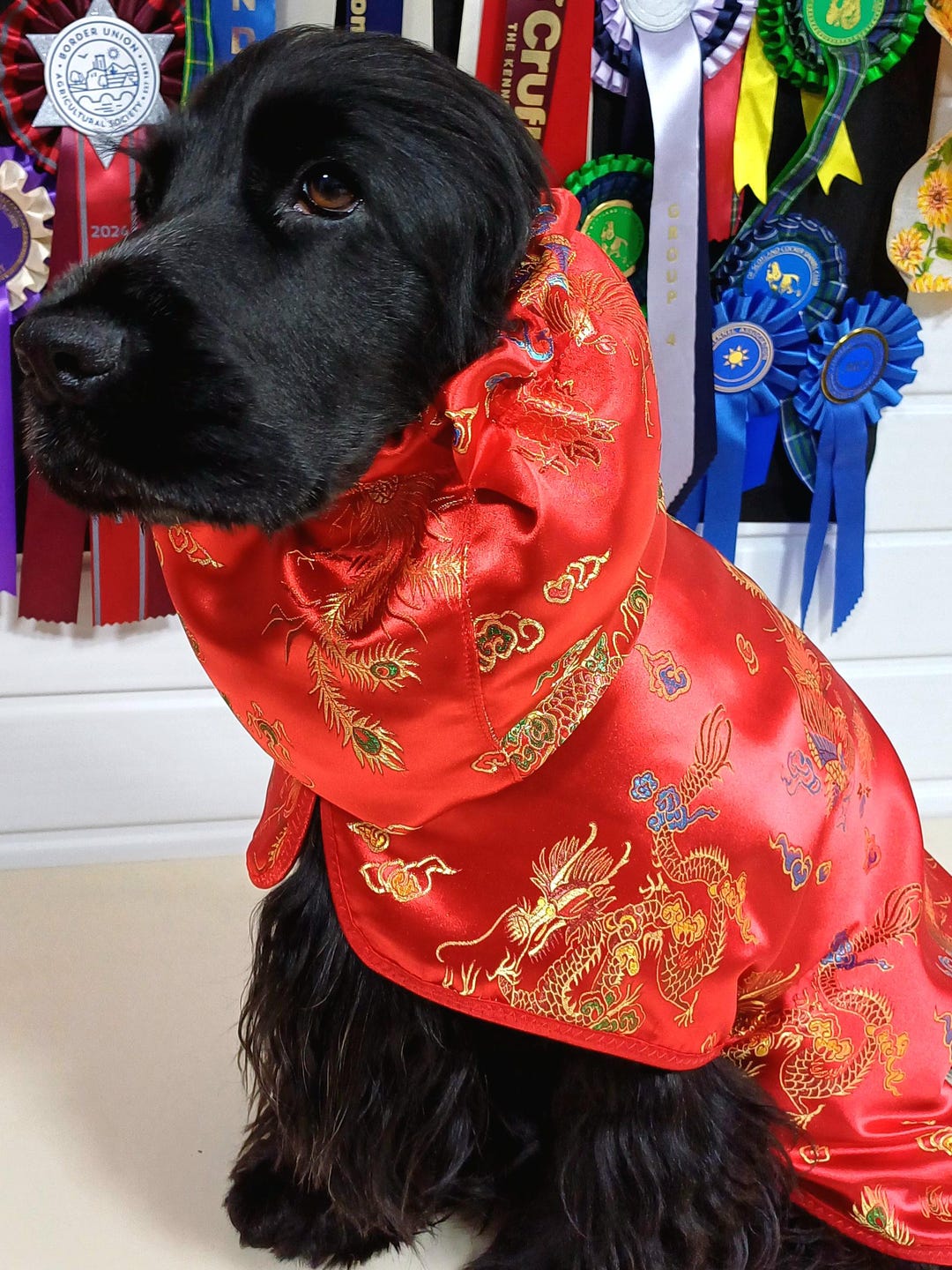 Show Coat and Snood for Cocker Spaniels, King Charles Cavalier Spaniel ...