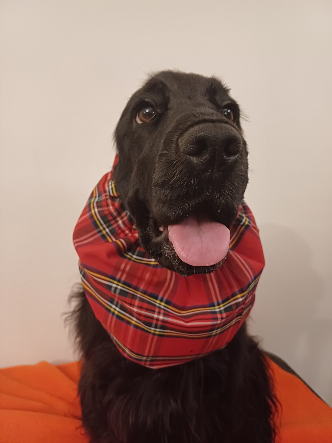 Personalised Tartan Snood, Redgranate ,snood for Cocker Spaniel, Red ...