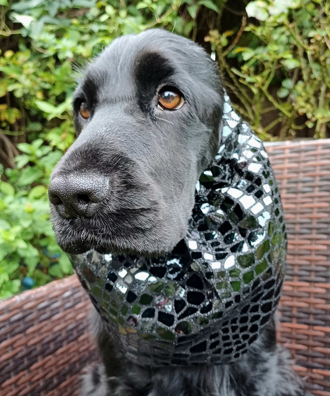 Redgranate Snood for Cocker Spaniel, Cocker Spaniel Snood, Spaniel ...