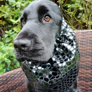 Redgranate Snood for Cocker Spaniel, Cocker Spaniel Snood, Spaniel ...