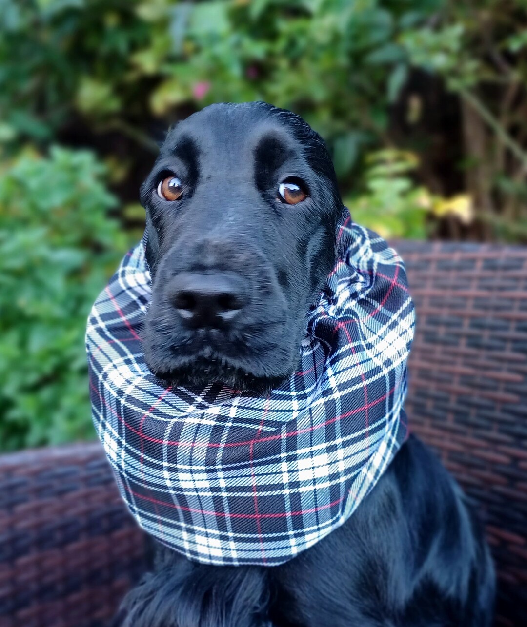 Redgranate Snoods for Cocker Spaniels, Tartan Snood, Dog Snood, Cocker ...
