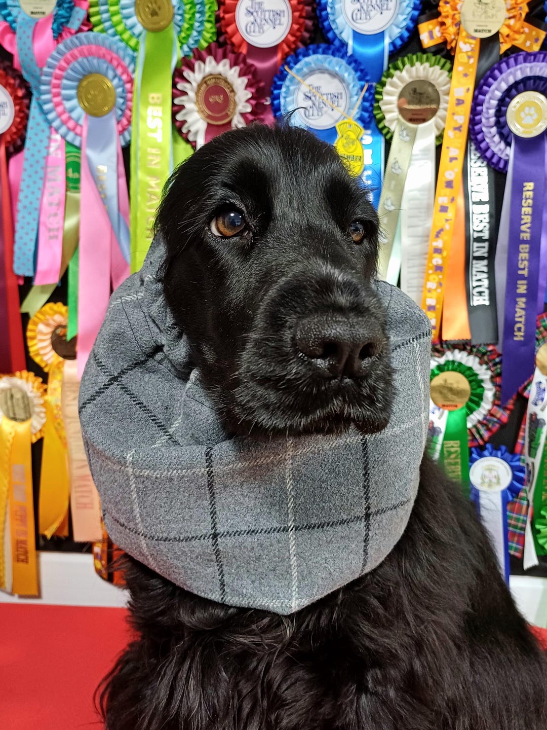 Tartan Snood for Cocker Spaniel, Redgranate - Etsy