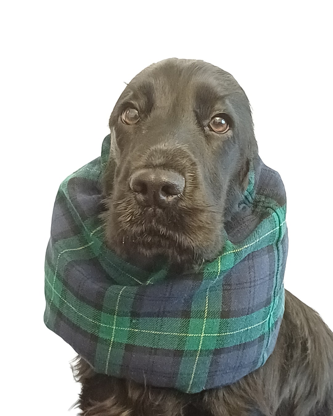 Redgranate,cocker Spaniel Snood, Spaniel Snood, Tartan Snood, Dog Snood ...