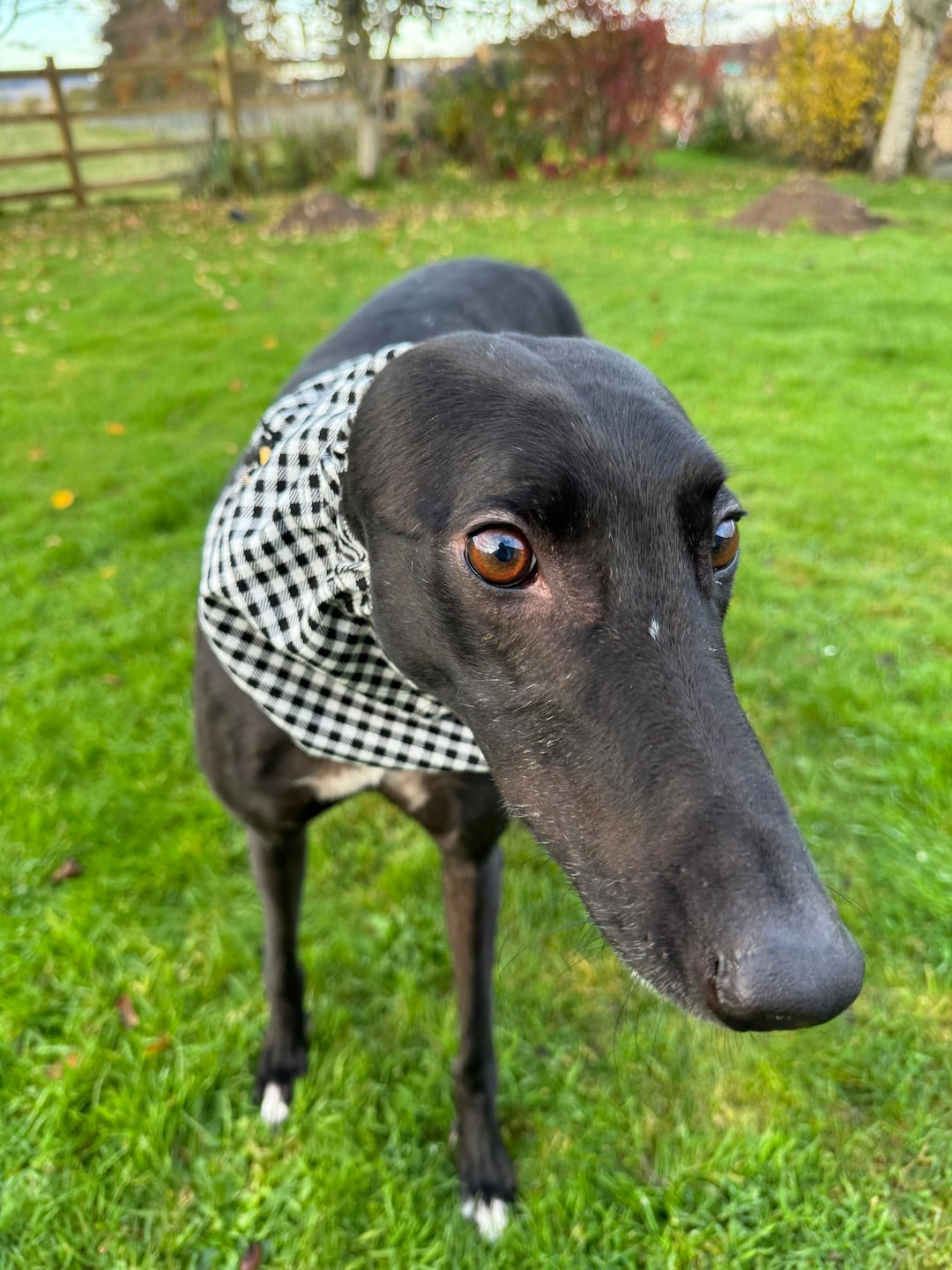 Winter Snood for Greyhound,redgranate, Dog Snood,snood for Dog,neck ...