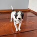 English Setter Dog Figurine - Etsy