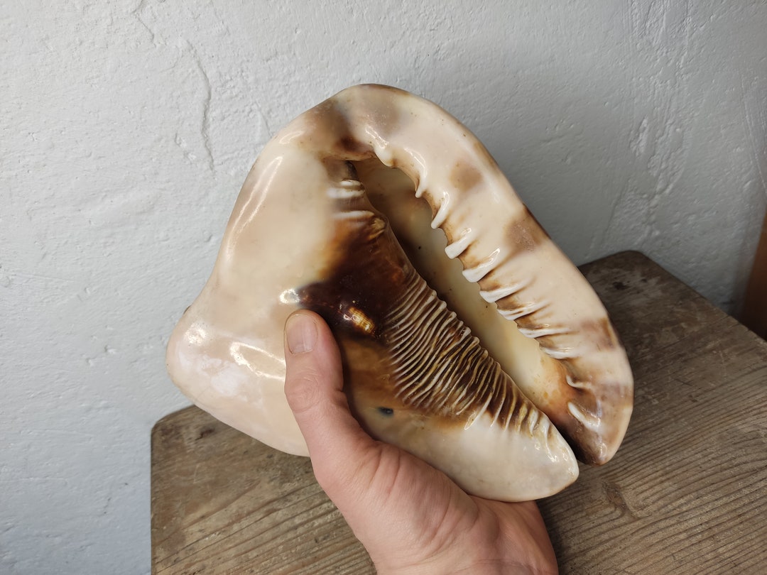 Natural Big Seashell Pink Conch Mussel Large Seashell Snail - Etsy