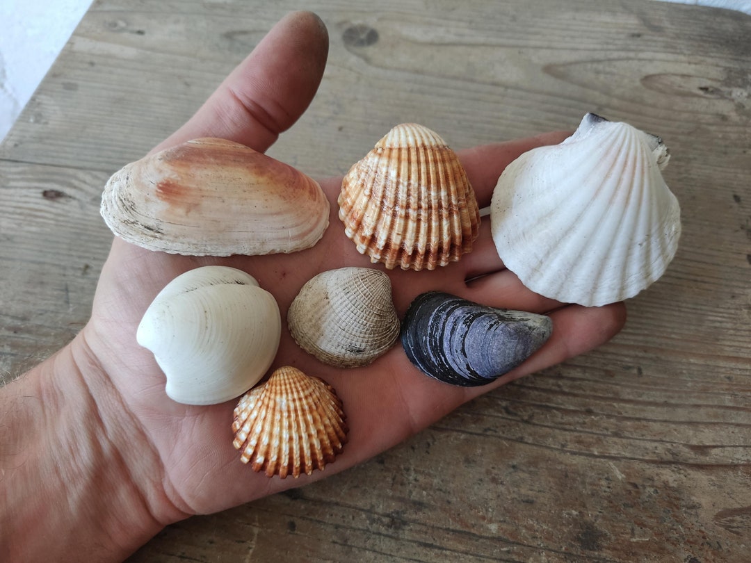 Natural Seashell Conch Mussel Small Seashell Snail Aquarium - Etsy