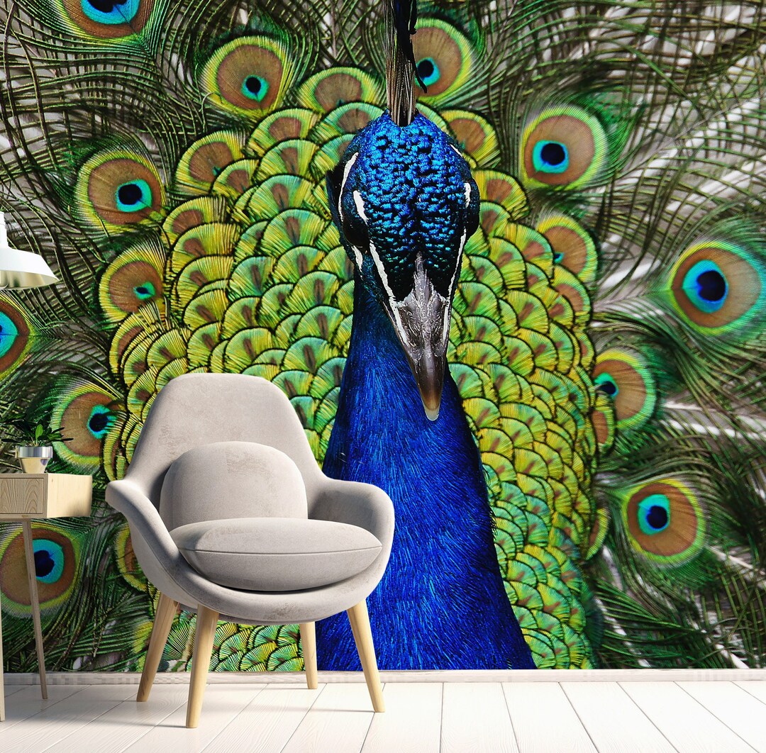 Peacock Wallpaper, Peacock Mural, Bird Wallpaper, Bird Mural, Removable ...