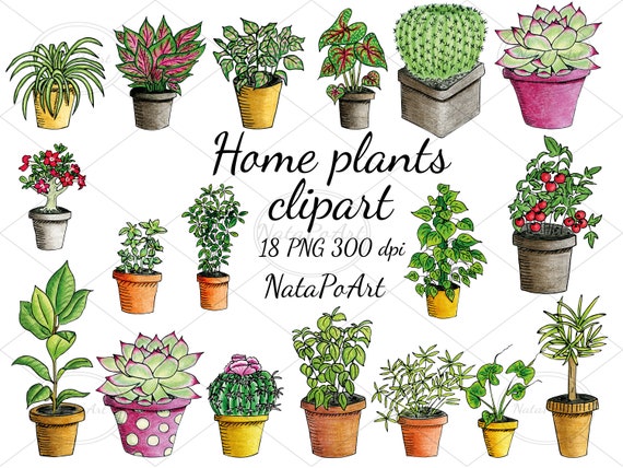 Watercolor Colored Pencils Home Plants Clipart With | Etsy