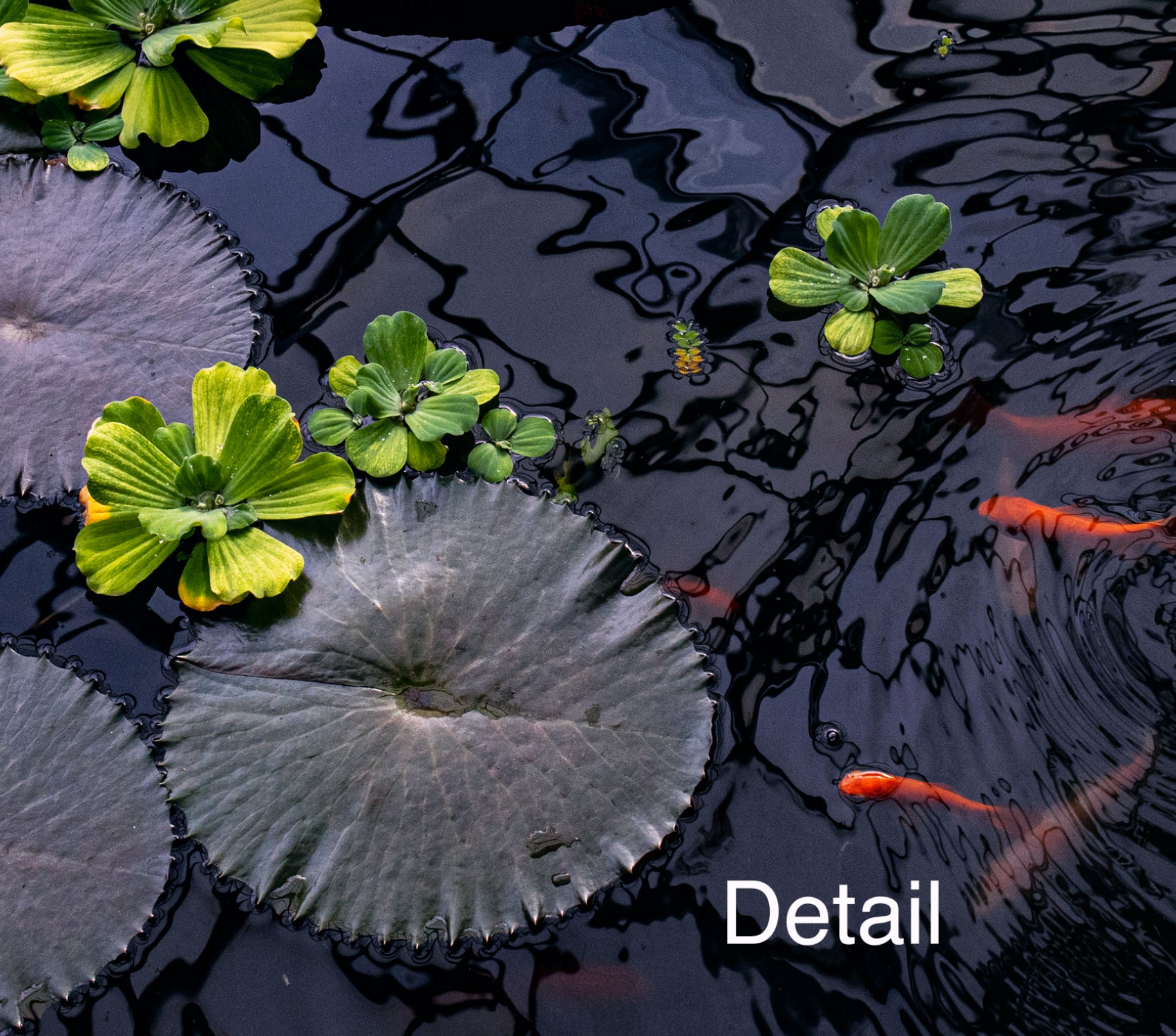 Fibonacci Fish Wall Art Unframed Nature Reflections Photograph Multiple ...