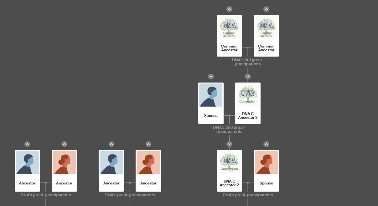 Design 6 | Organise Digital Family Trees With Original Genealogist DNA ...