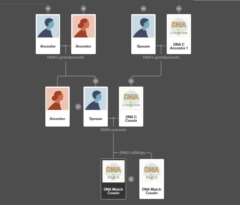 Design 5a | Organise Digital Family Trees With Original Genealogist DNA ...