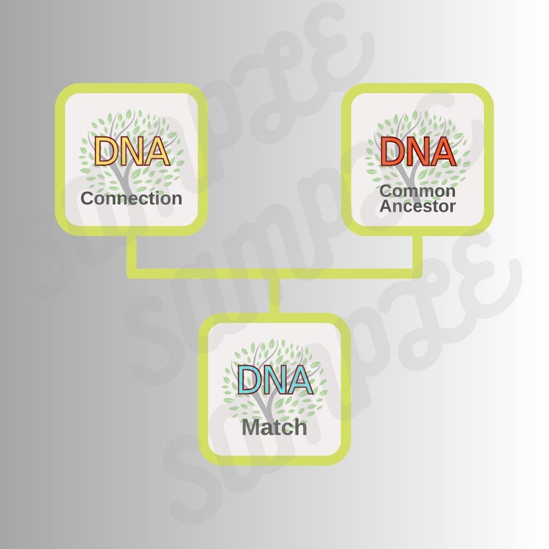 Design 4b Organise Digital Family Trees With Original Genealogist DNA ...