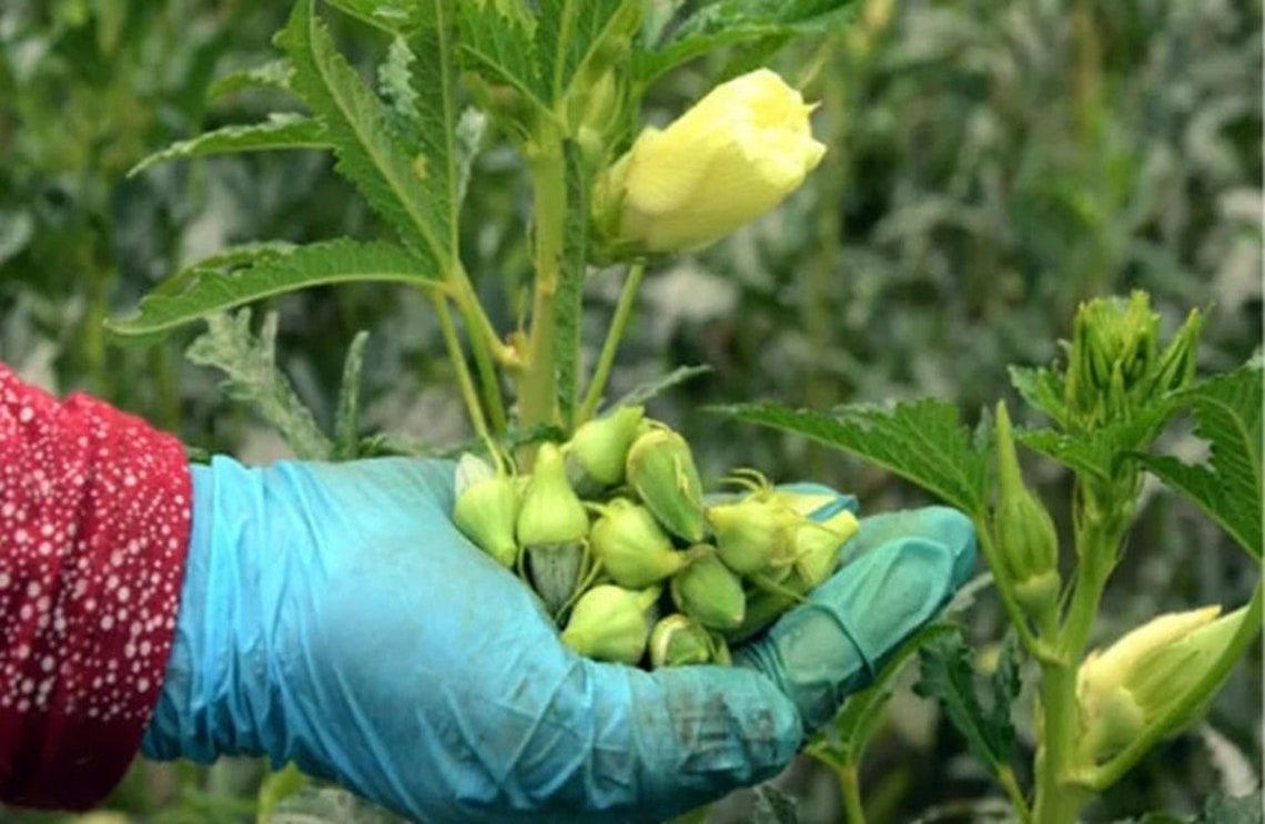 Okra Dried Gombo Organic and Natural Dried Okra Sun Dried - Etsy