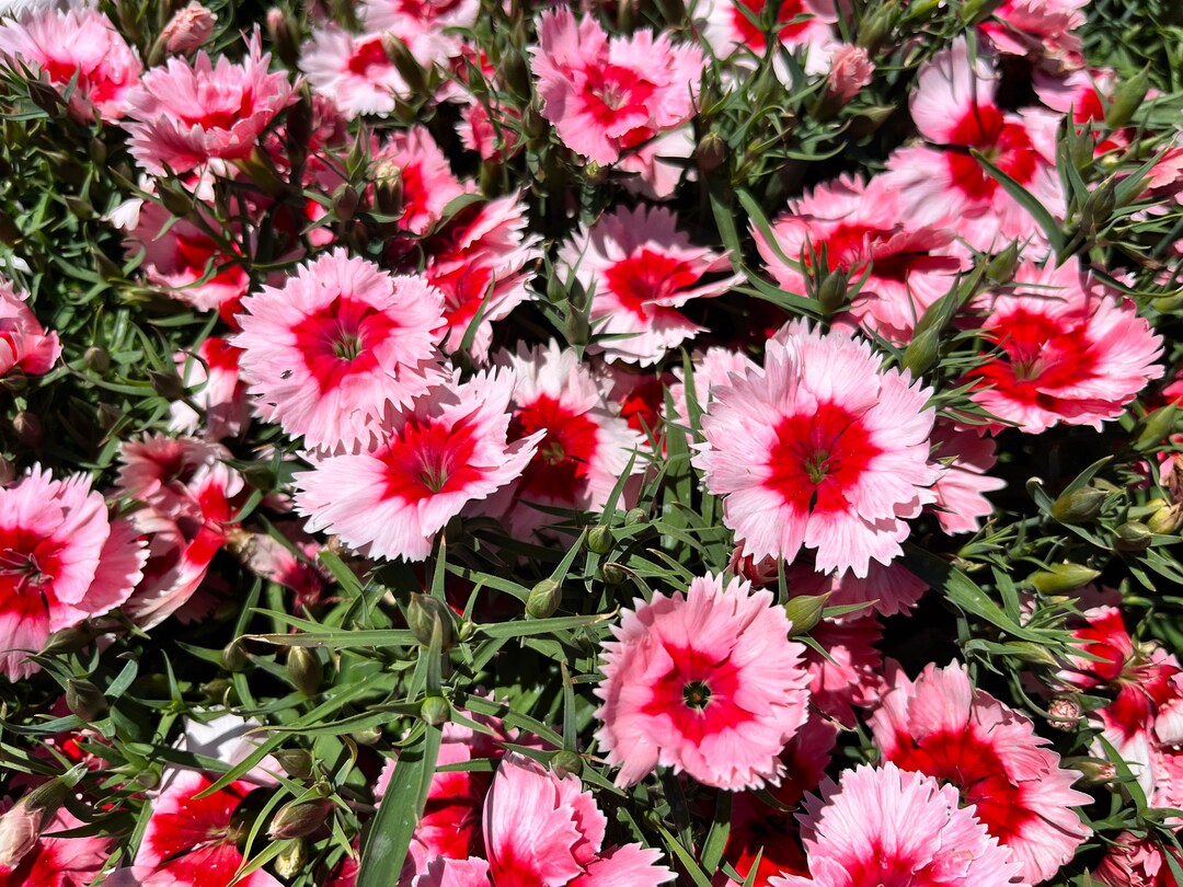 Dianthus Strawberry Parfait Live Plant - Etsy